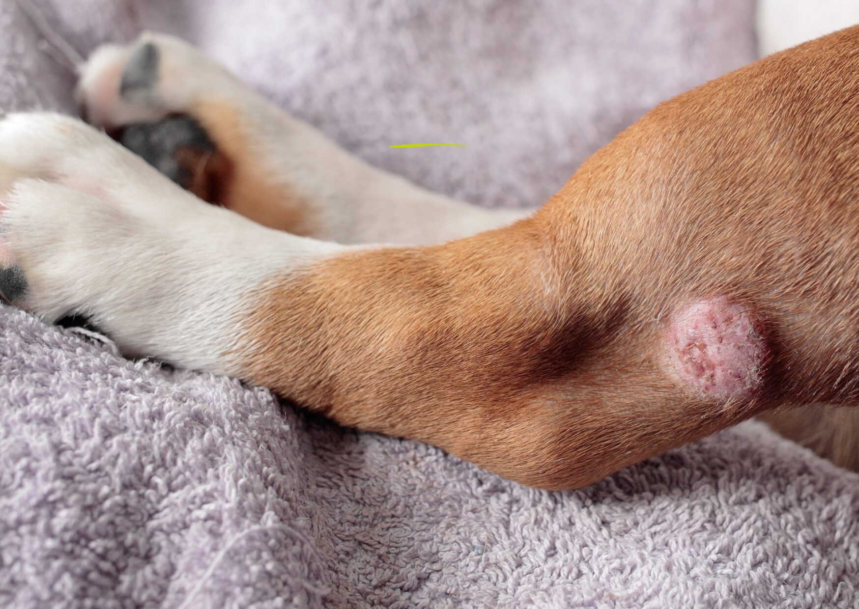Let's Talk About Lumps and Cancer in Senior Pets - Summer Hill Village Vet